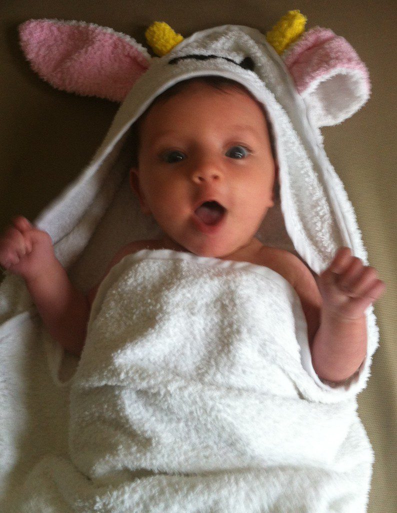 Cow / baby - A Baby on Board blog