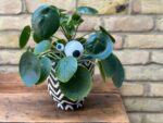 How To Make Googly Eyes For Plants - A Baby on Board blog